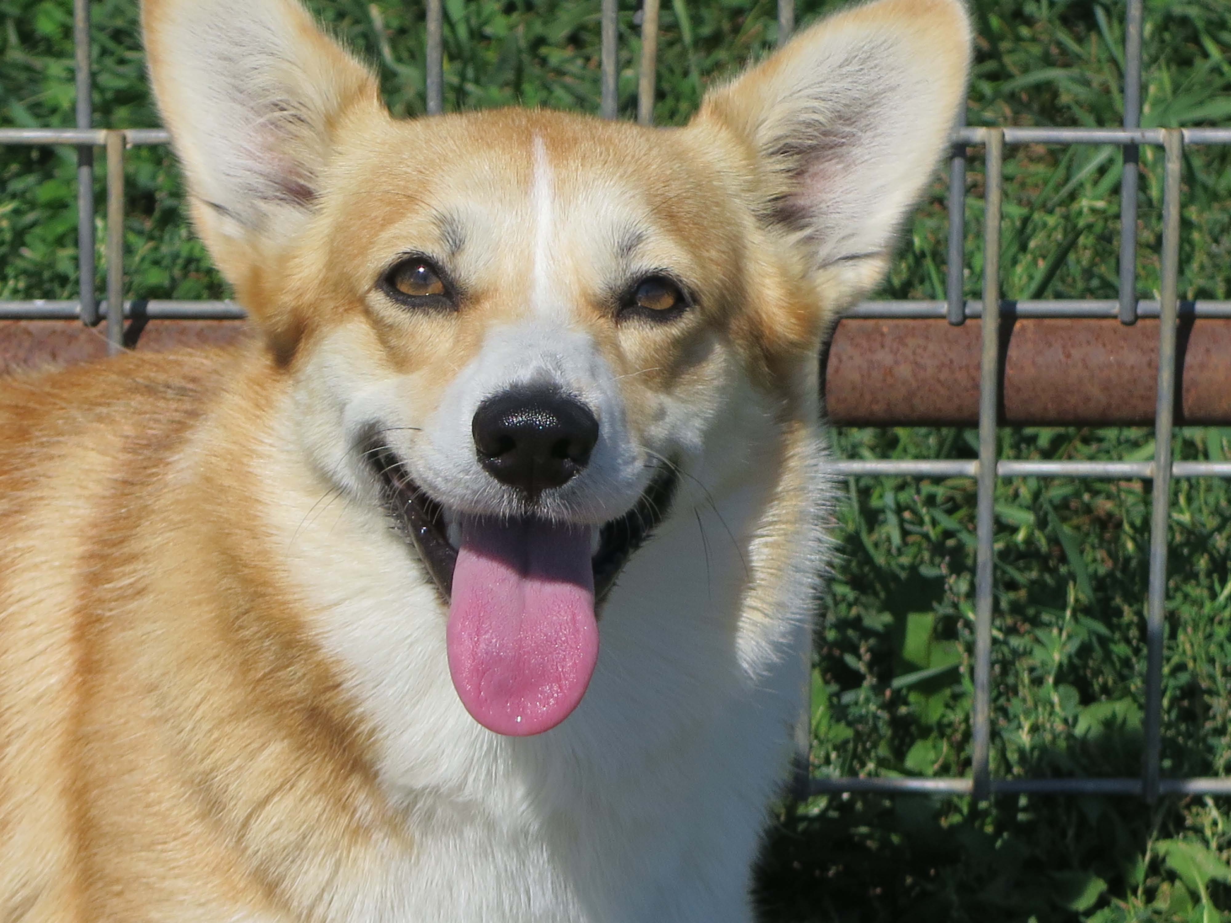 Annie1 - Sevits Corgis