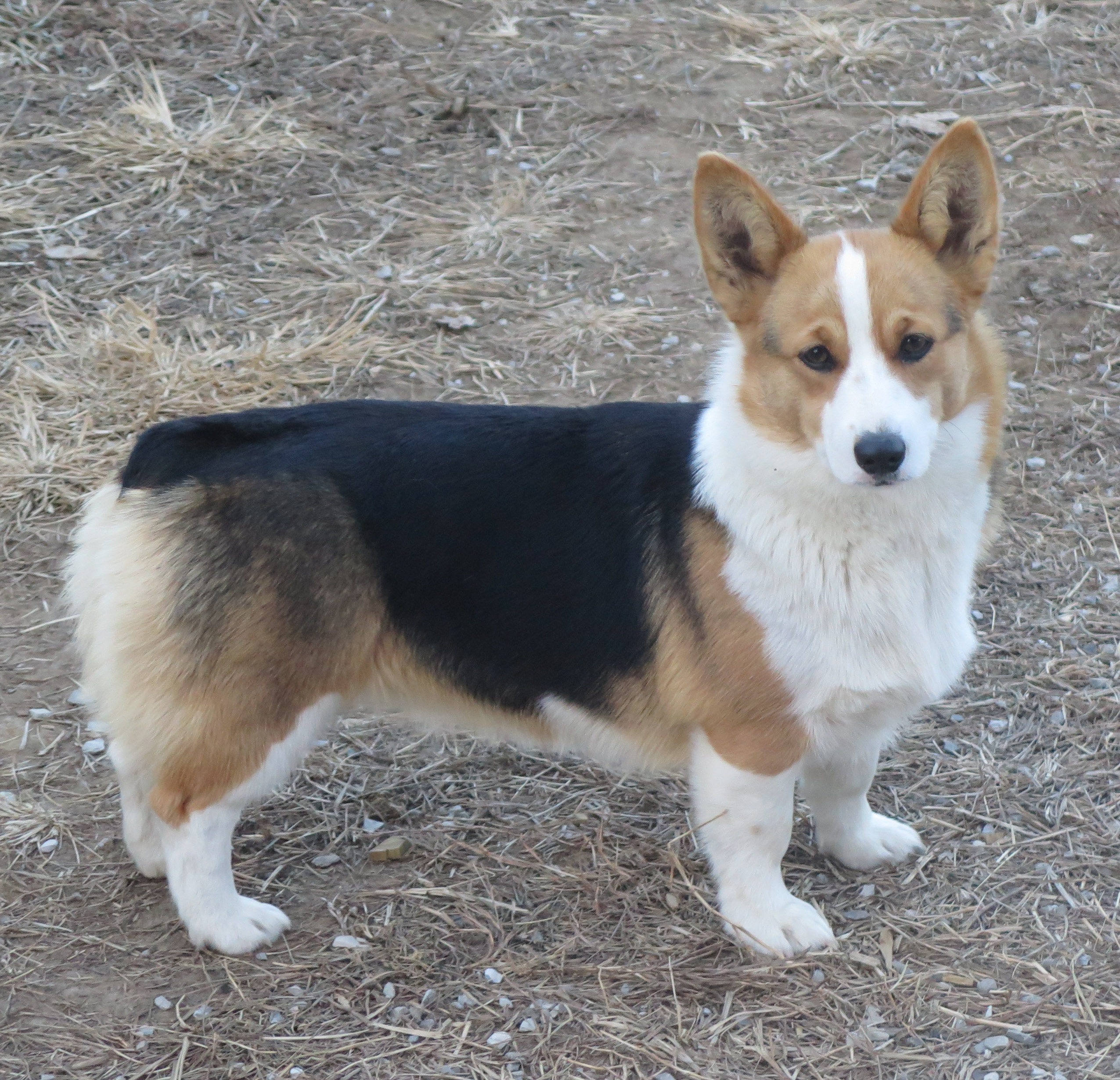 Belle1 - Sevits Corgis