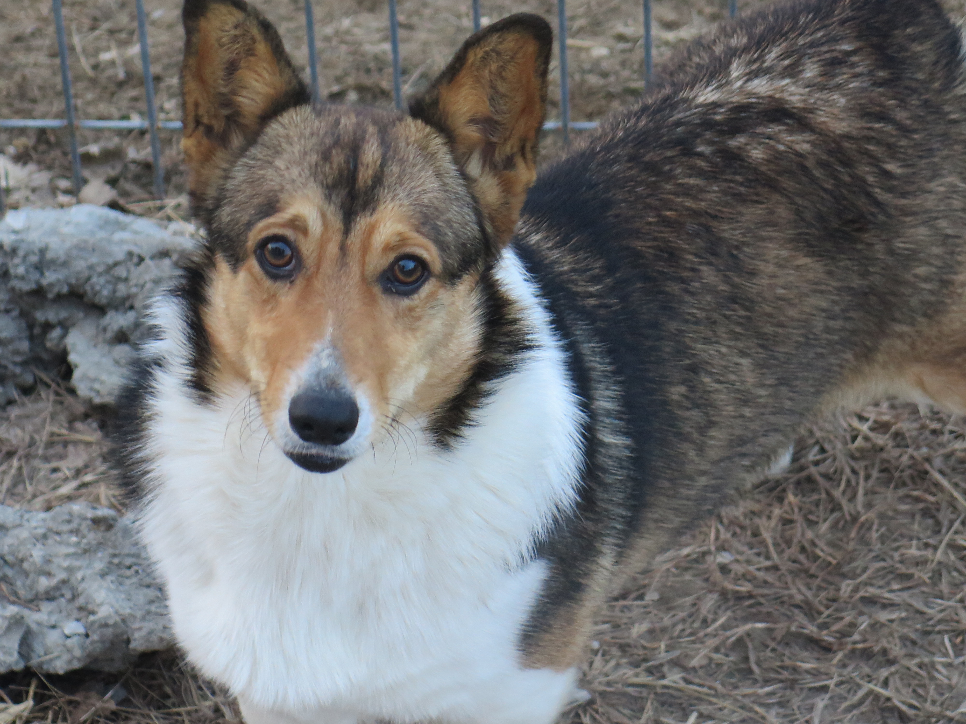 Blitz1 - Sevits Corgis