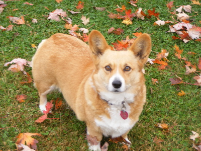 Chase1 - Sevits Corgis