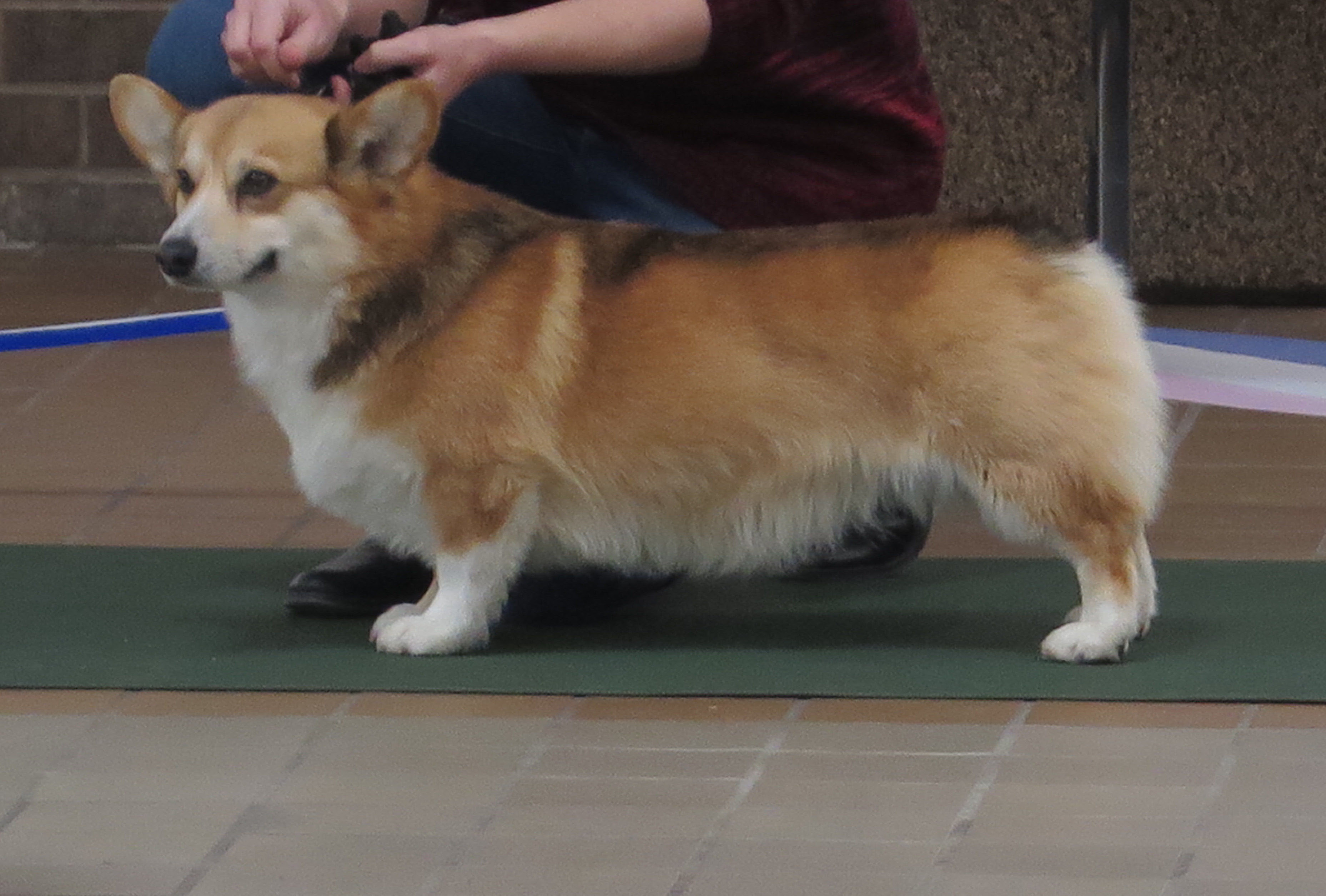 Dually1 - Sevits Corgis