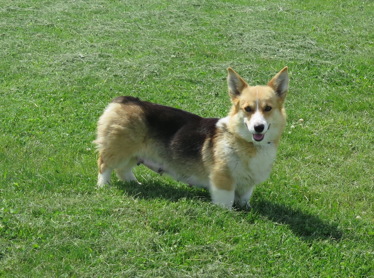 Lasso2 - Sevits Corgis