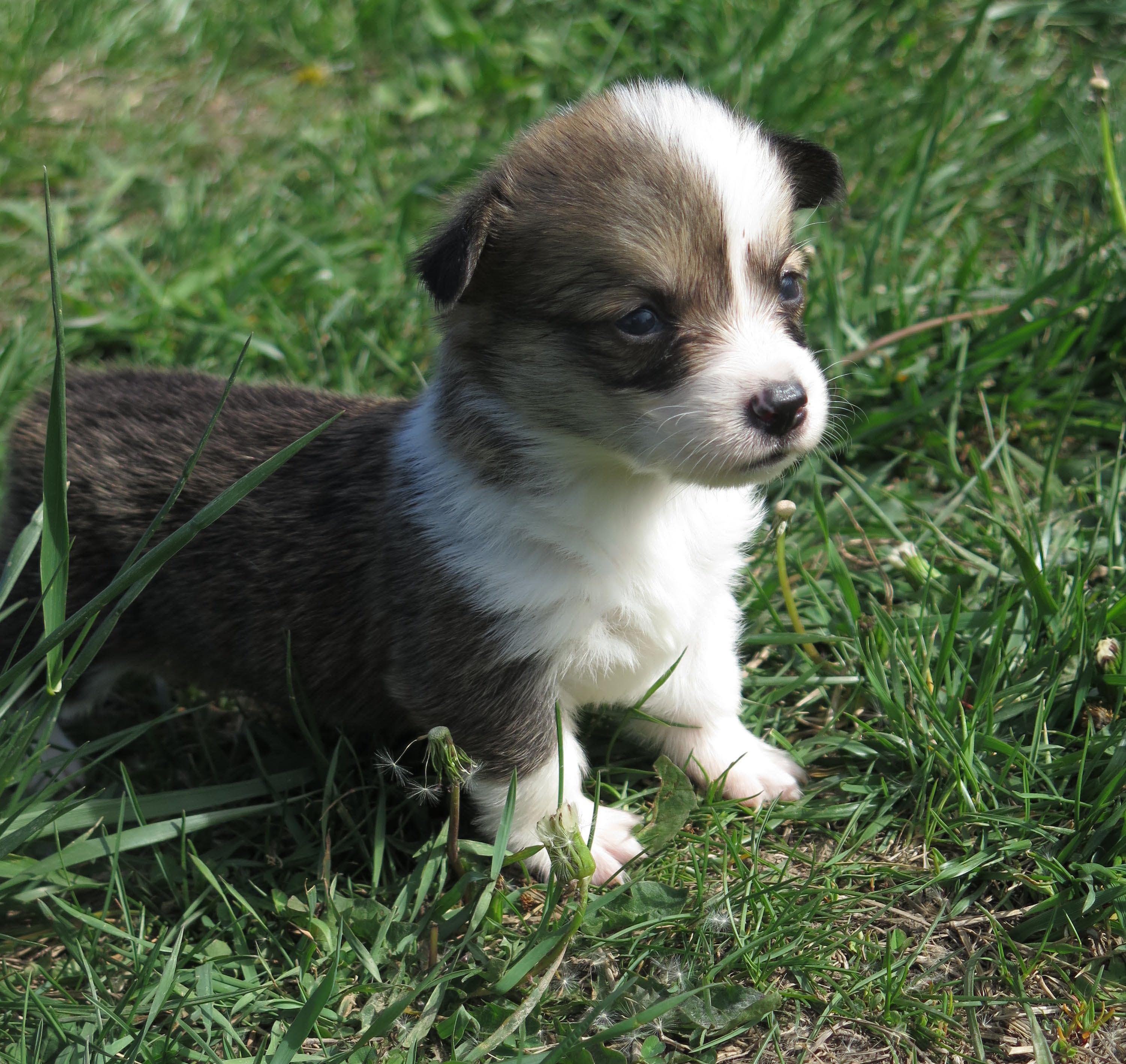 FemaleL1-3weeks - Sevits Corgis