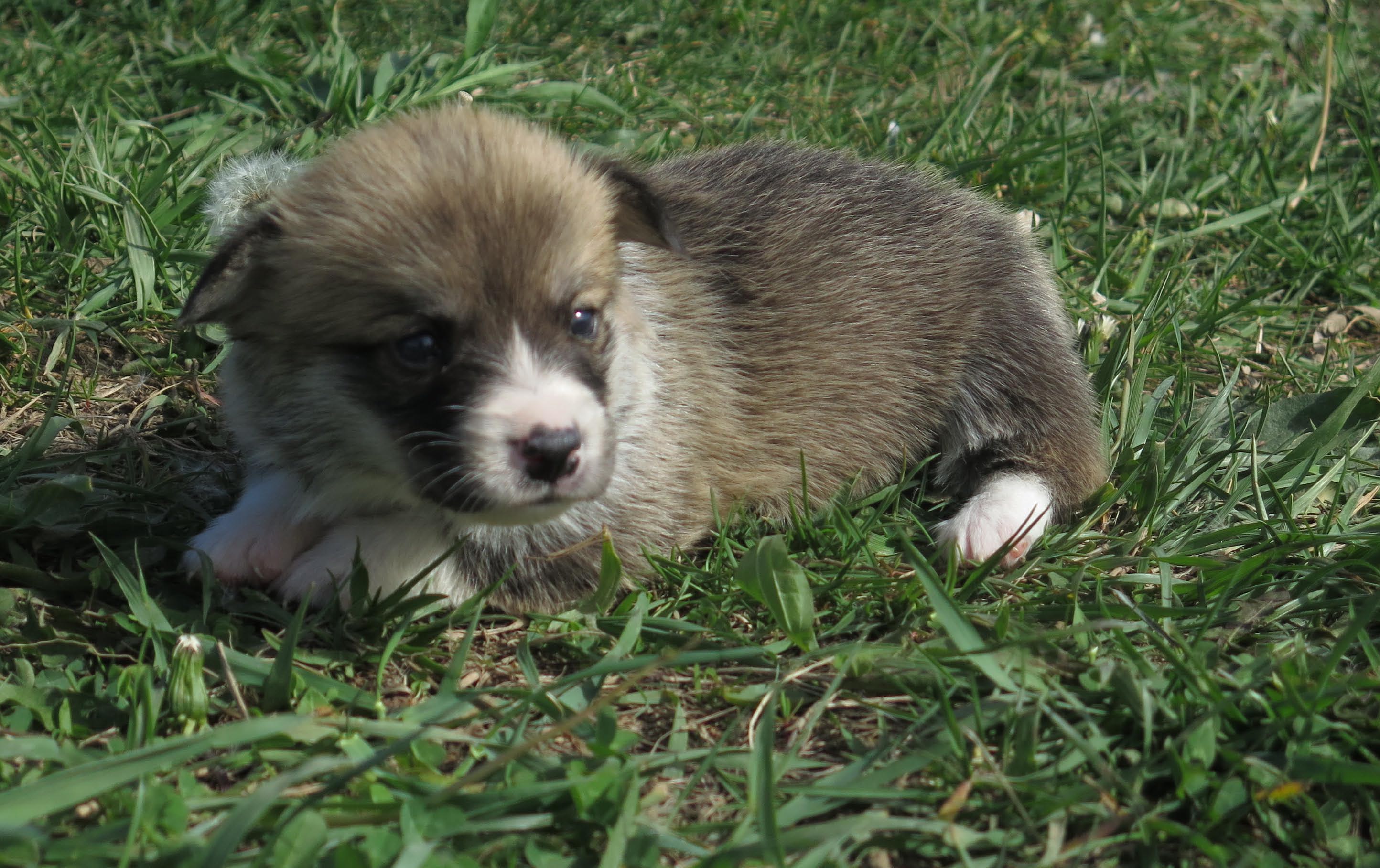 FemaleL2-3weeks - Sevits Corgis