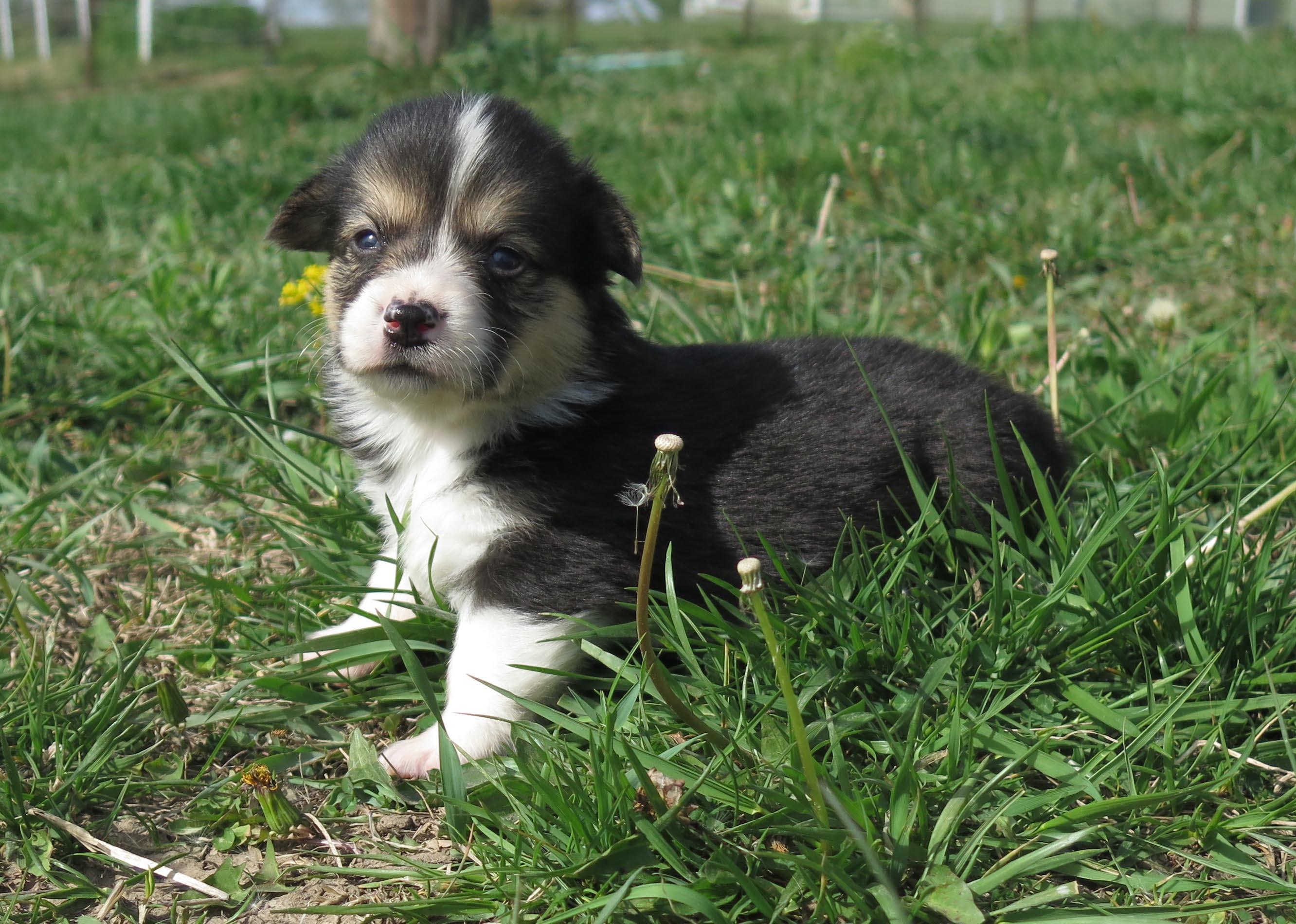 FemaleL3-3weeks - Sevits Corgis
