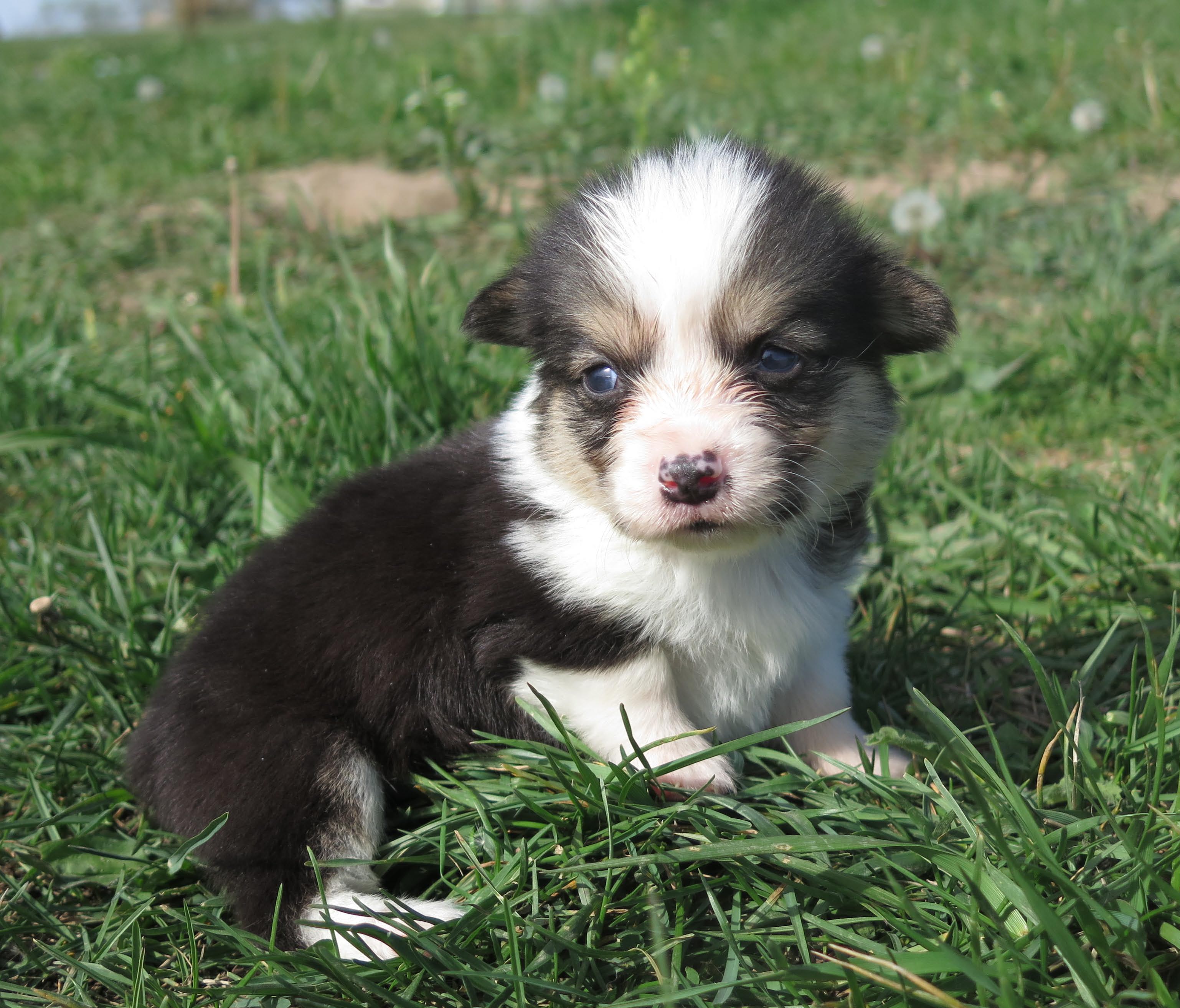 FemaleL5-3weeks - Sevits Corgis