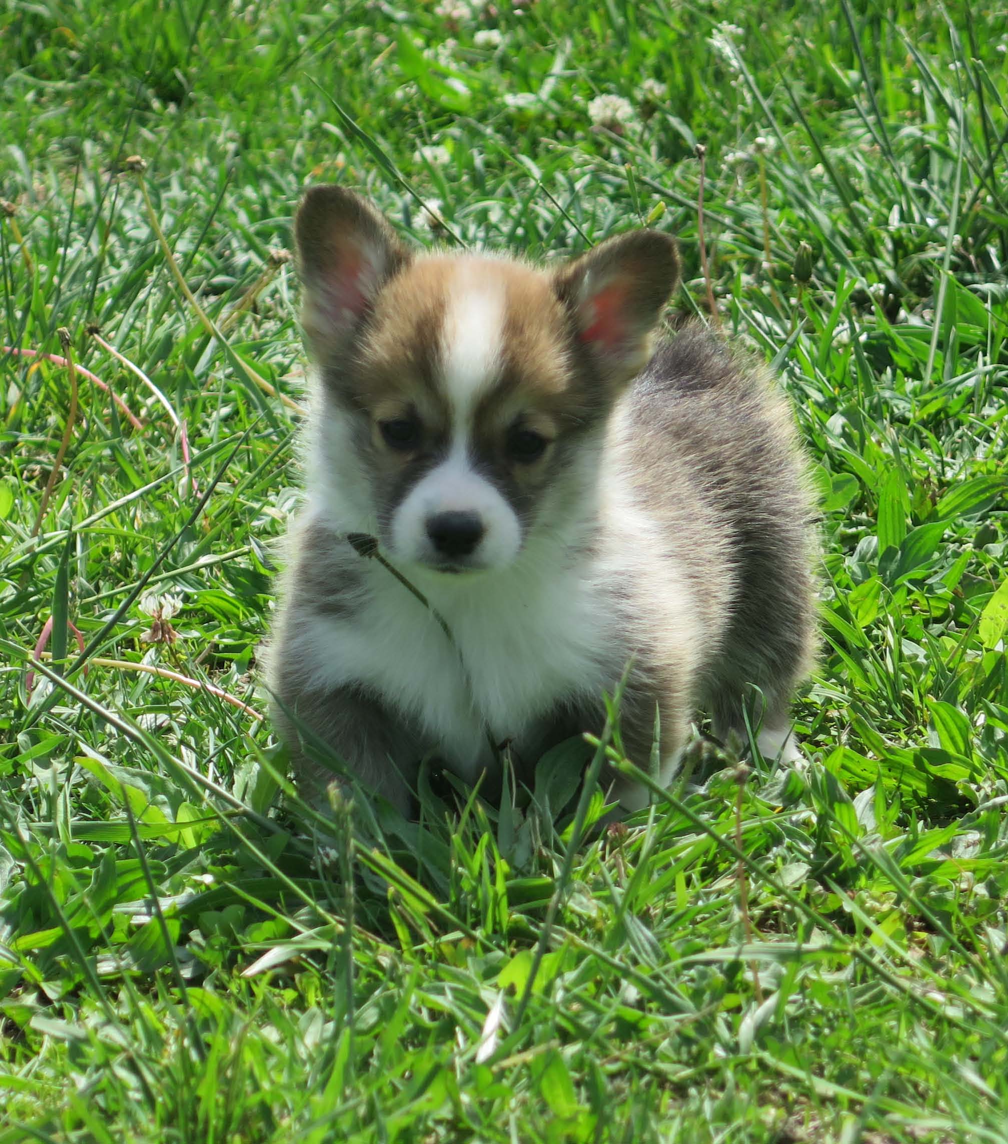 MaleL1-6weeks - Sevits Corgis