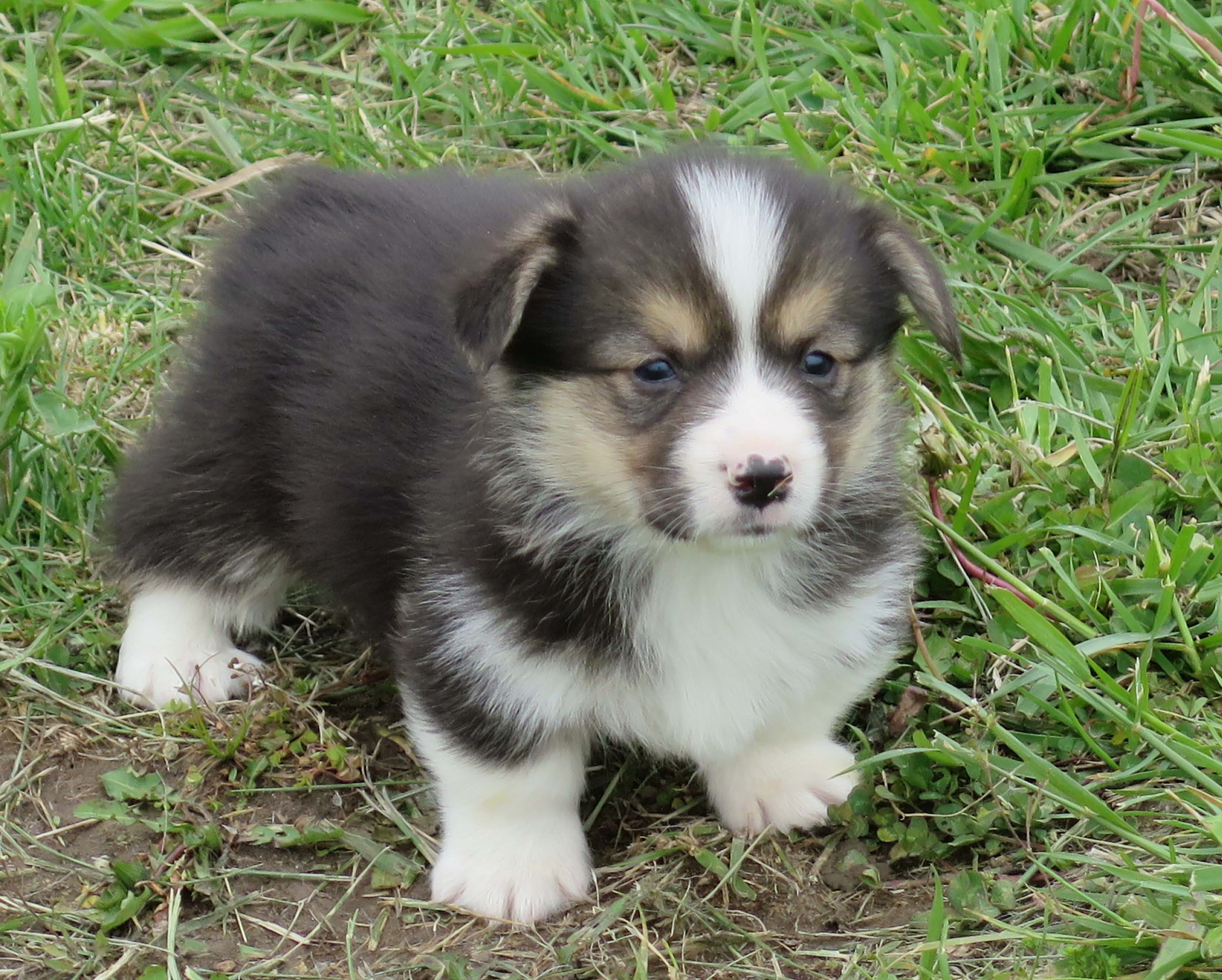 MaleL4-5weeks - Sevits Corgis