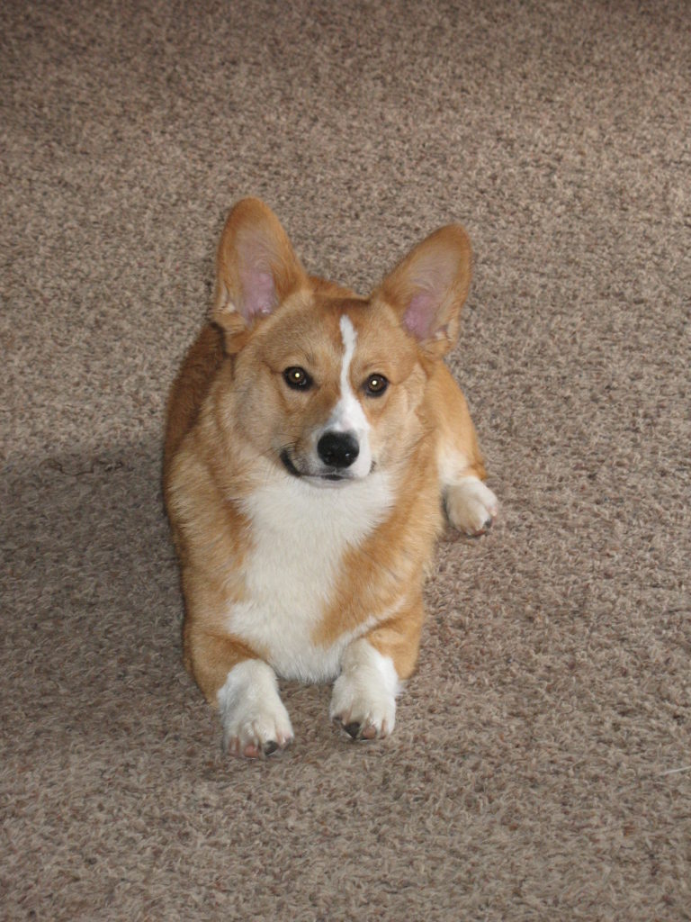 Past Puppies - Sevits Corgis