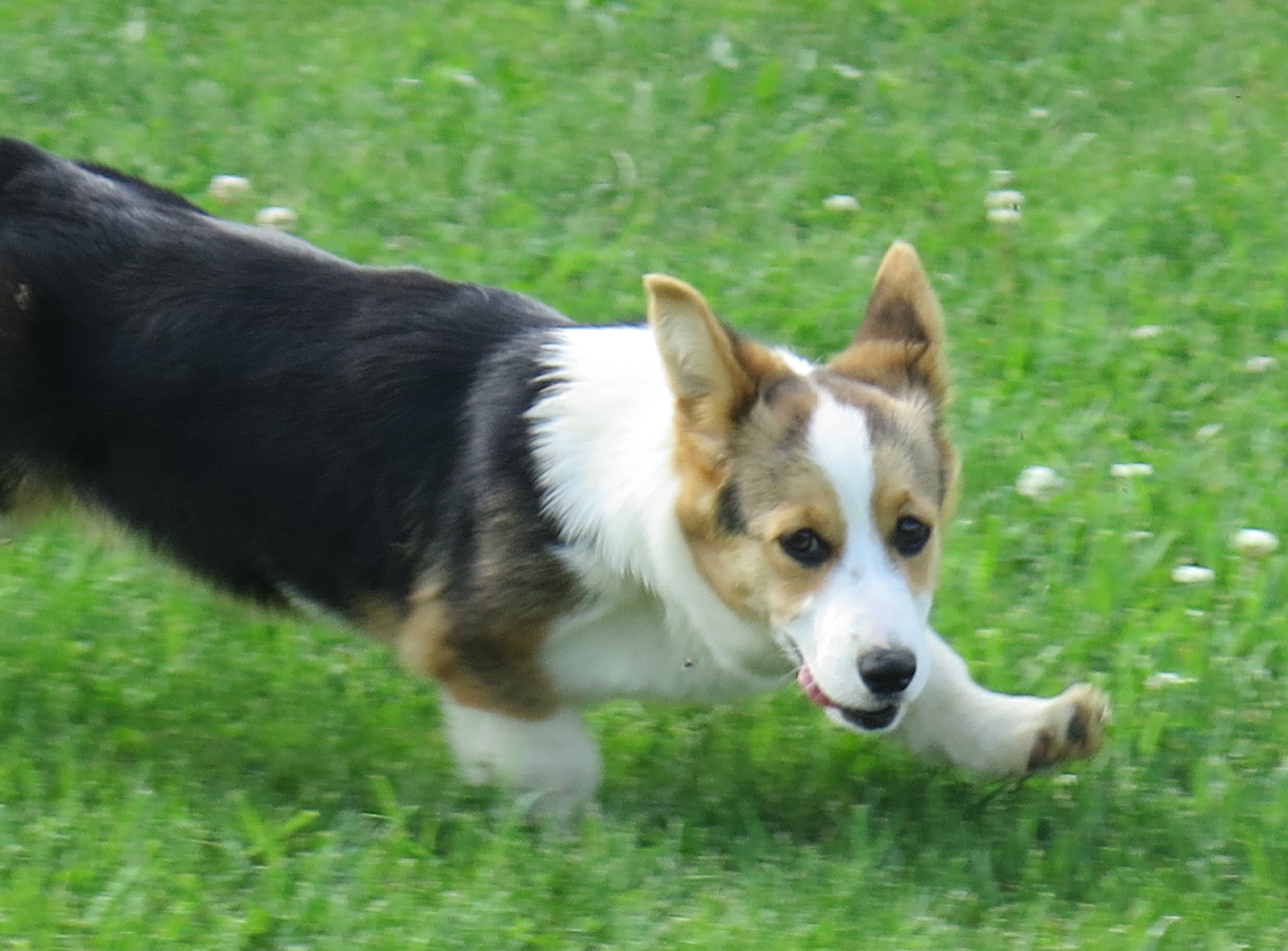 IMG_2379_edited-1 - Sevits Corgis