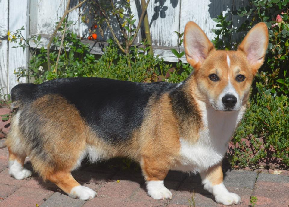 GrayEspiritu2017 - Sevits Corgis