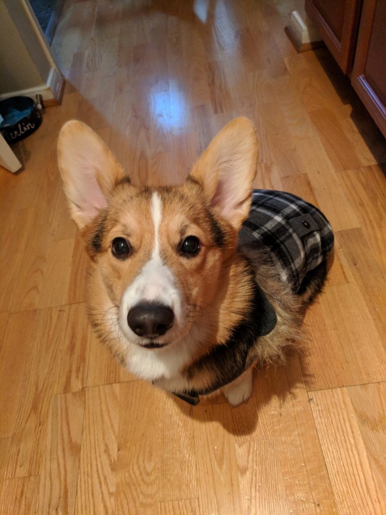 Past Puppies - Sevits Corgis