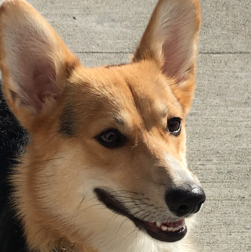 Past Puppies - Sevits Corgis