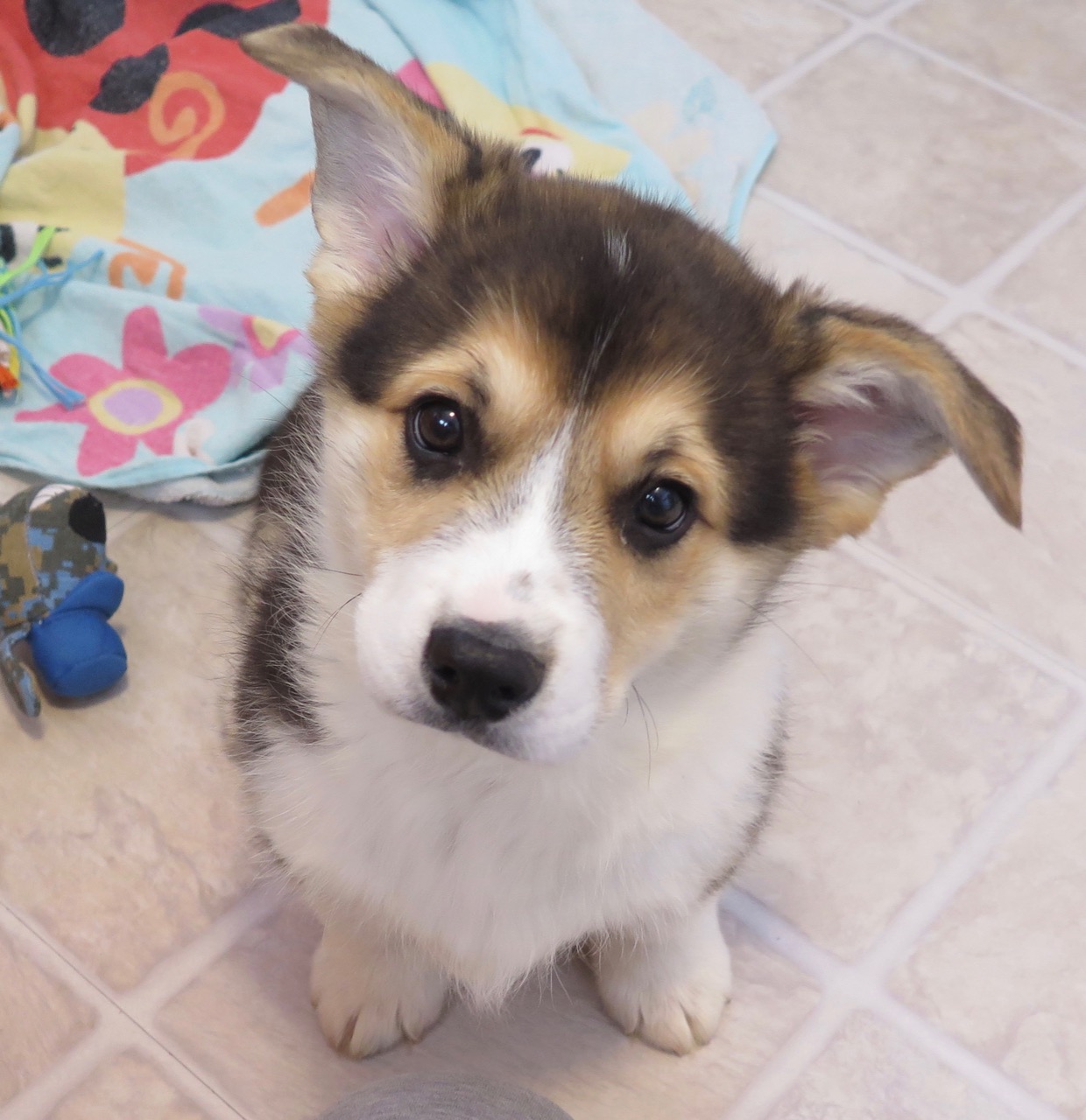 Homer5 - Sevits Corgis