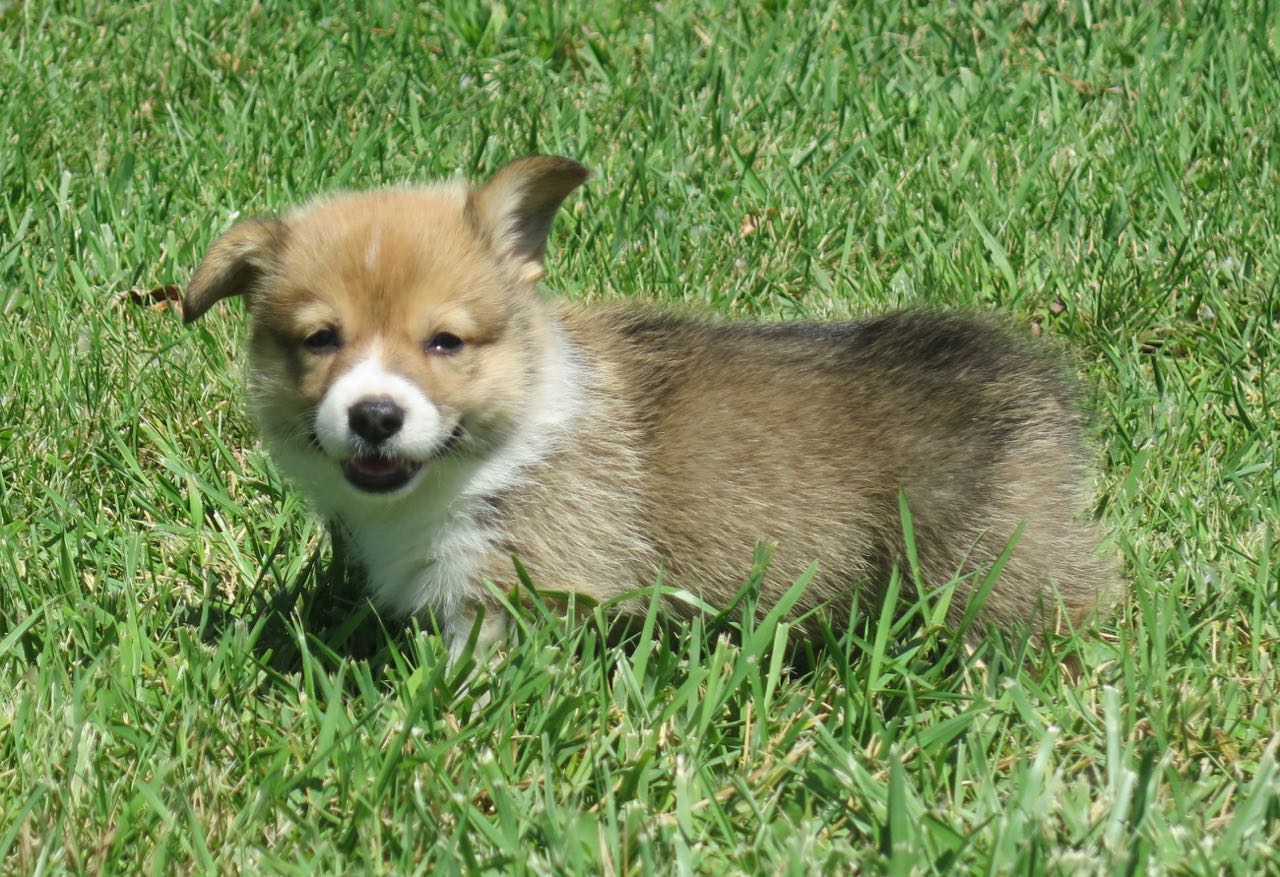 Arthur-6weeks - Sevits Corgis