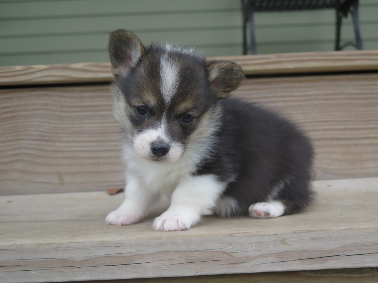Astro-5weeks - Sevits Corgis