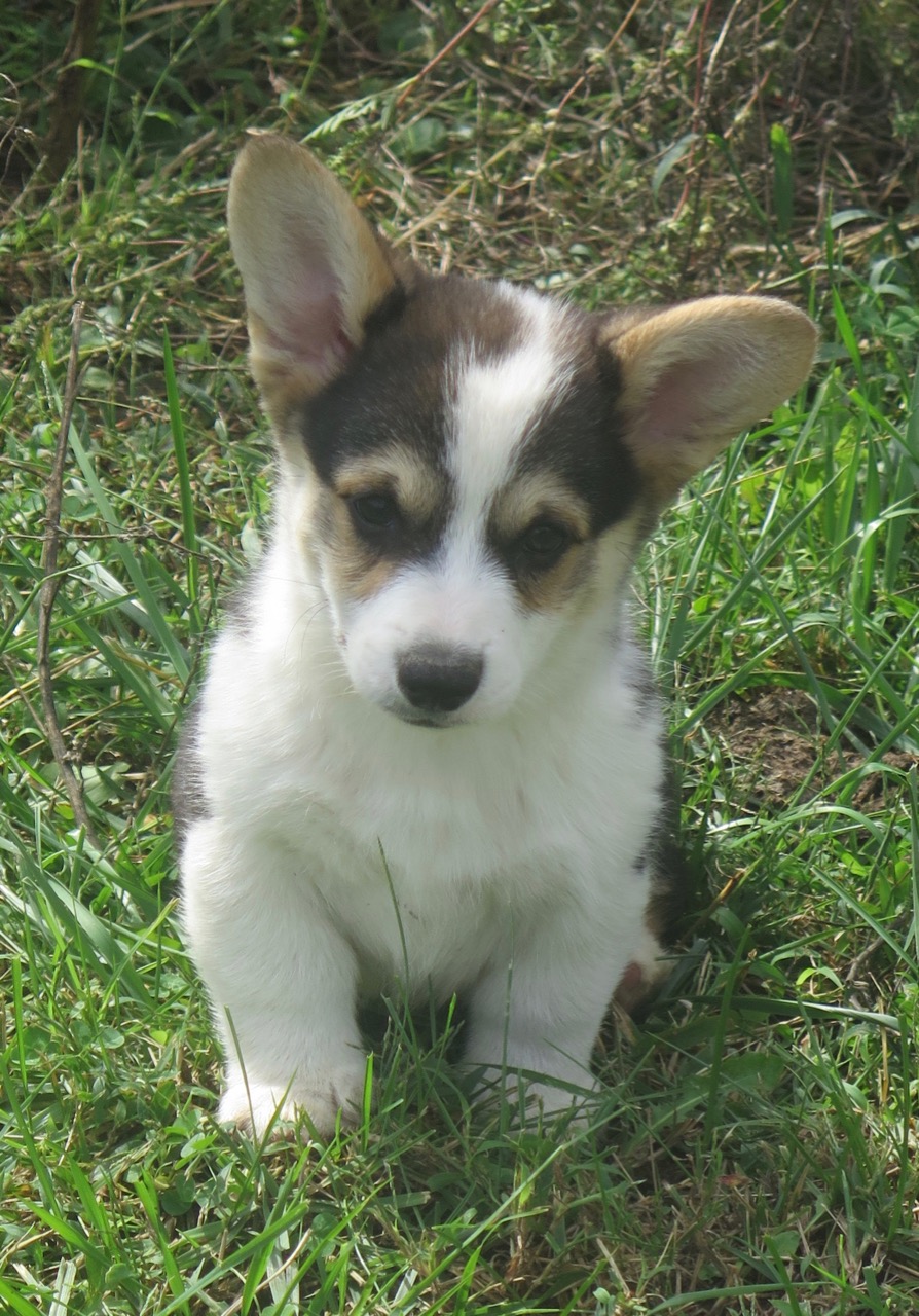 Corgis For Sale - Sevits Corgis
