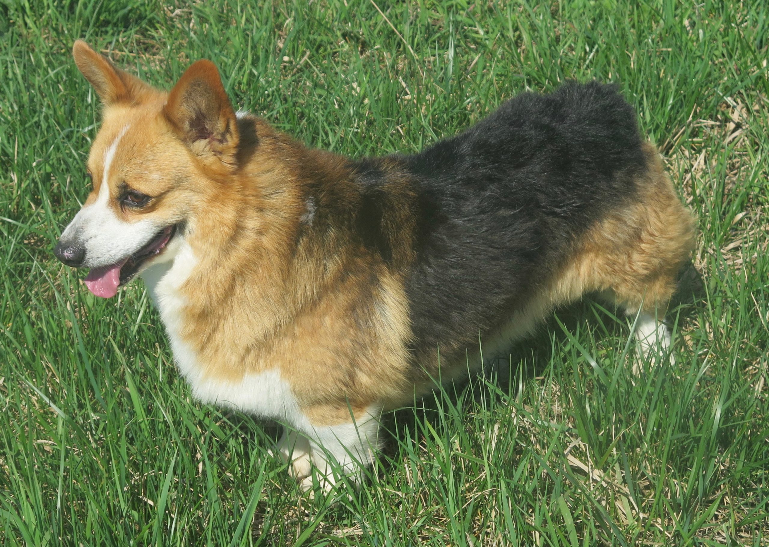 IMG_4958 - Sevits Corgis