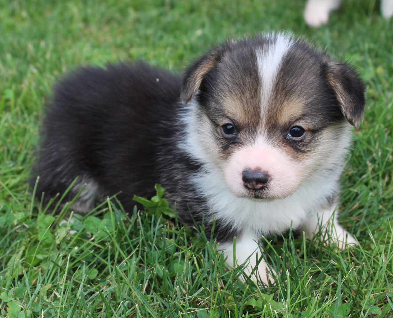 Brahma-4weeks1 - Sevits Corgis