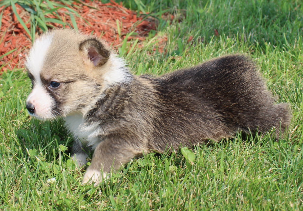 Charolais-4weeks - Sevits Corgis