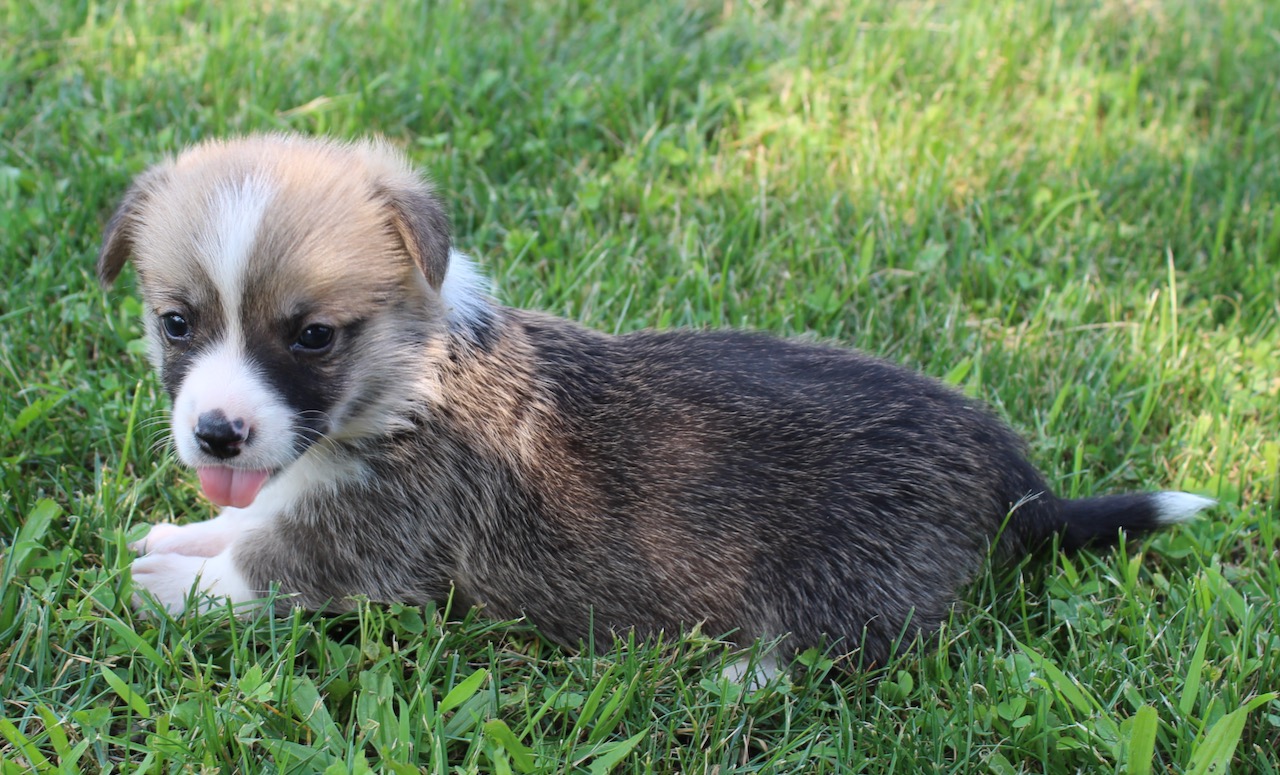 Guernsey-4weeks1 - Sevits Corgis