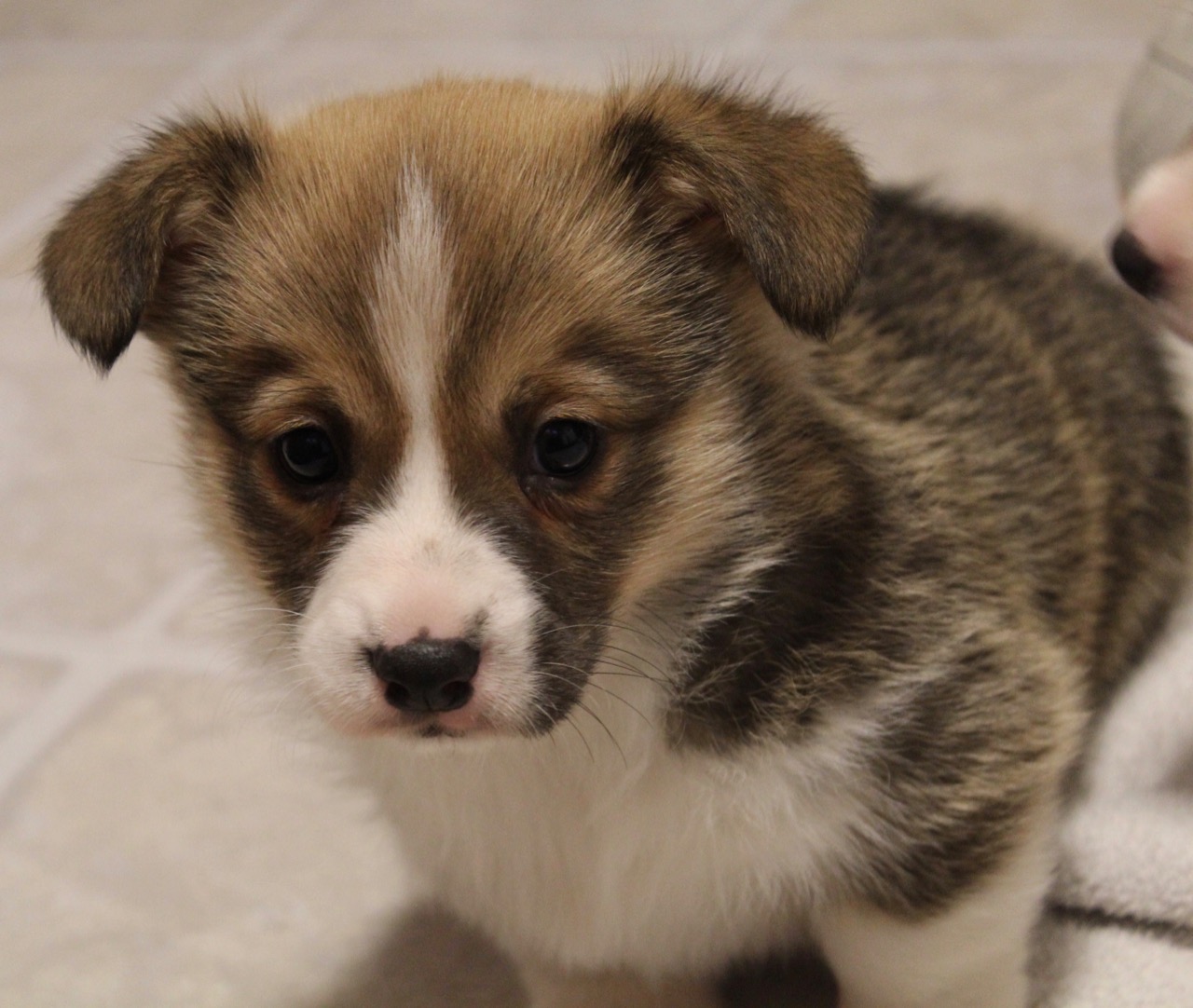 Corgis For Sale - Sevits Corgis