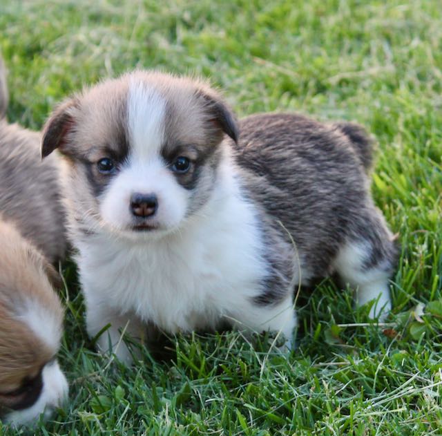 Corgis For Sale - Sevits Corgis