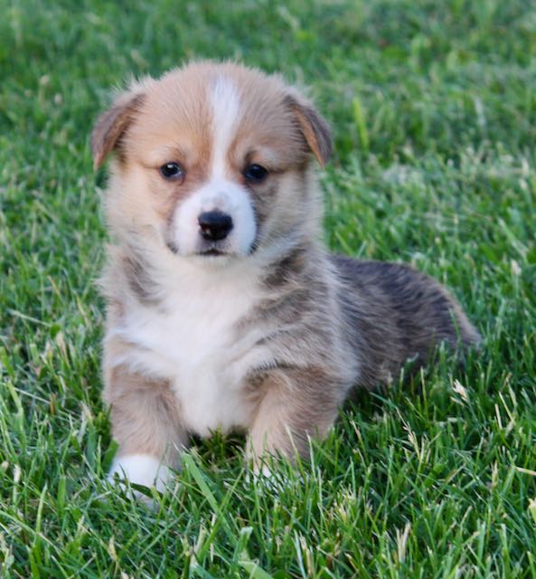Corgis For Sale - Sevits Corgis