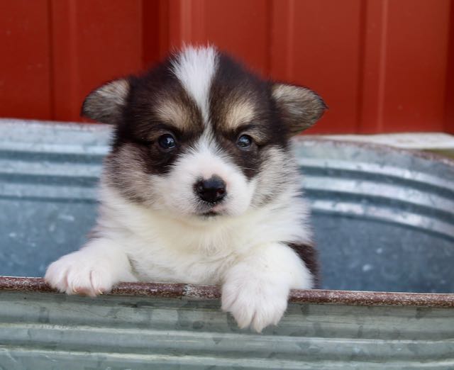 Corgis For Sale - Sevits Corgis