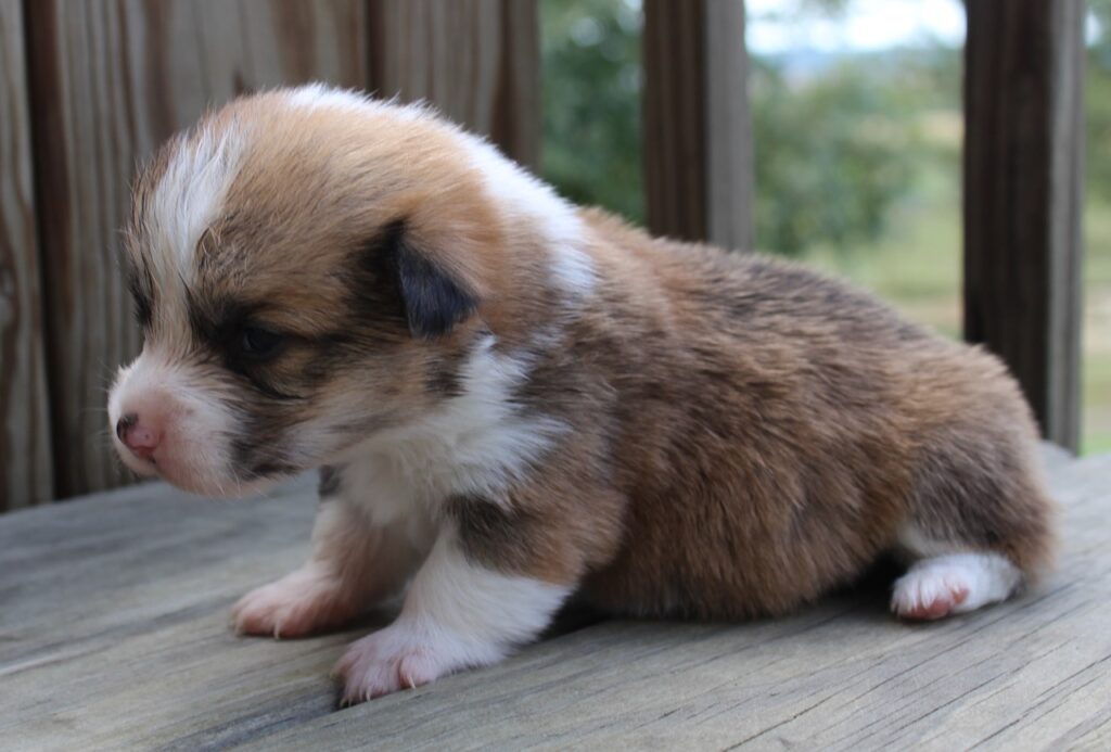 Corgis For Sale - Sevits Corgis