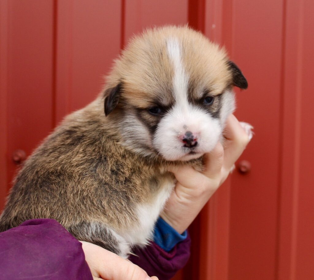 Corgis For Sale - Sevits Corgis