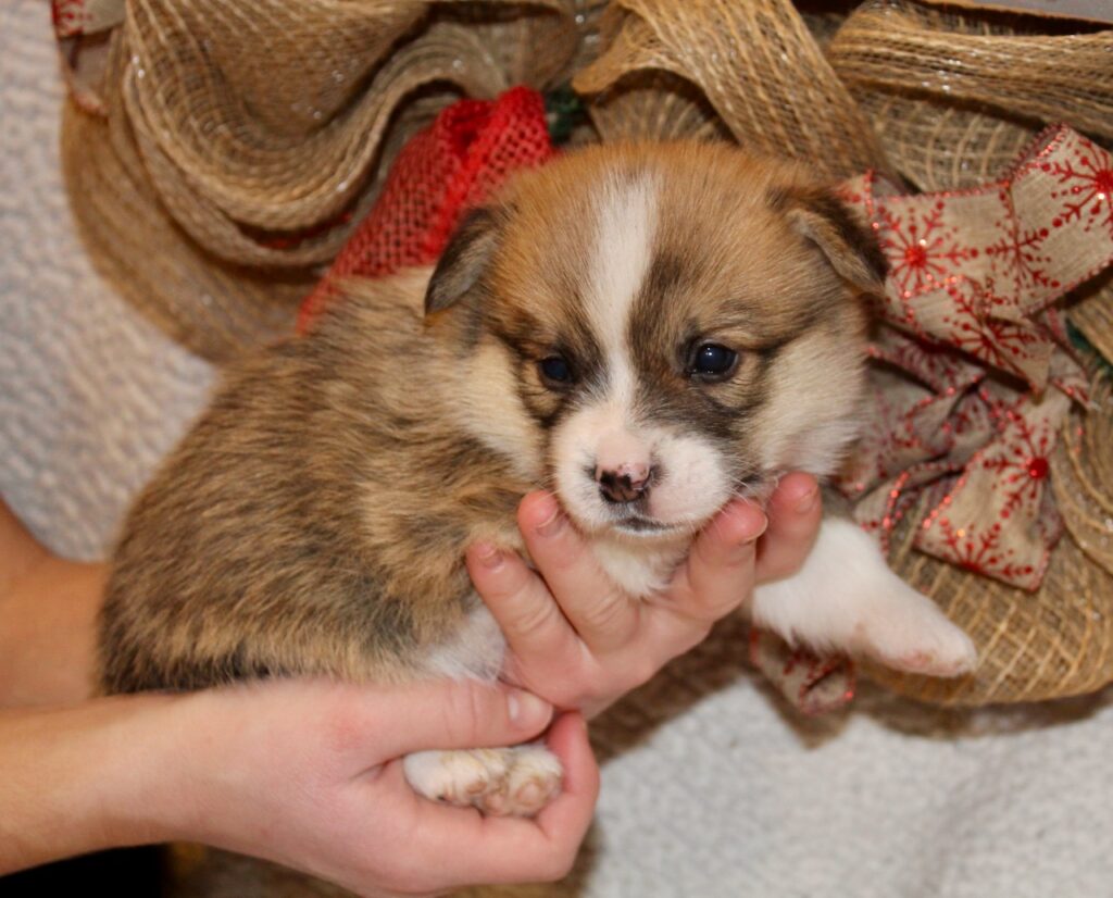 Corgis For Sale - Sevits Corgis