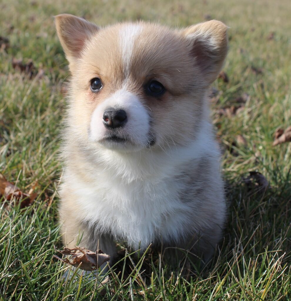 Corgis For Sale - Sevits Corgis