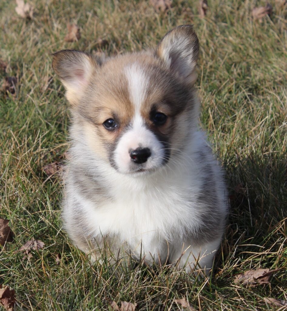 Corgis For Sale - Sevits Corgis