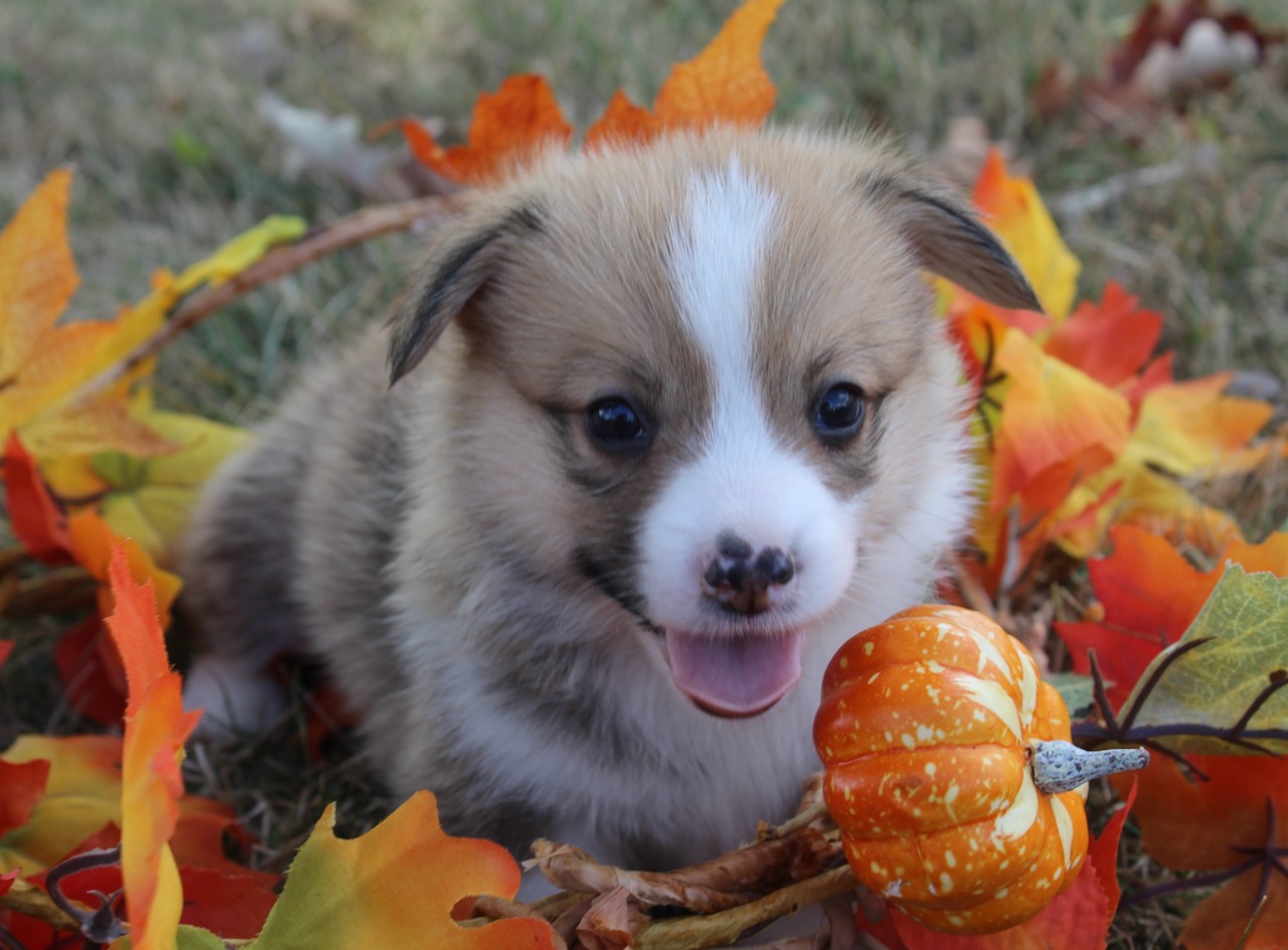 Corgis For Sale - Sevits Corgis
