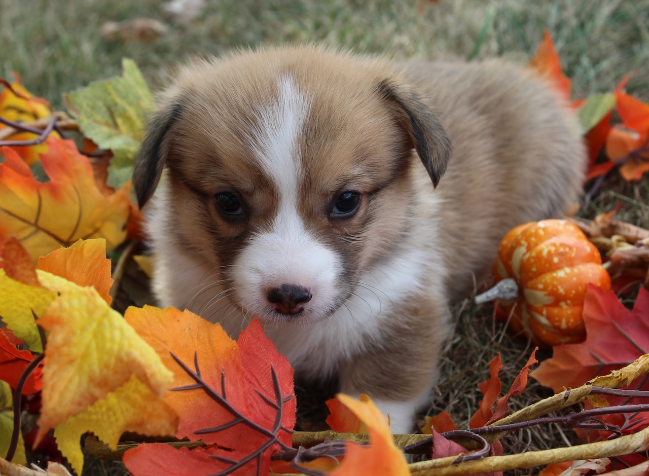 Corgis For Sale - Sevits Corgis