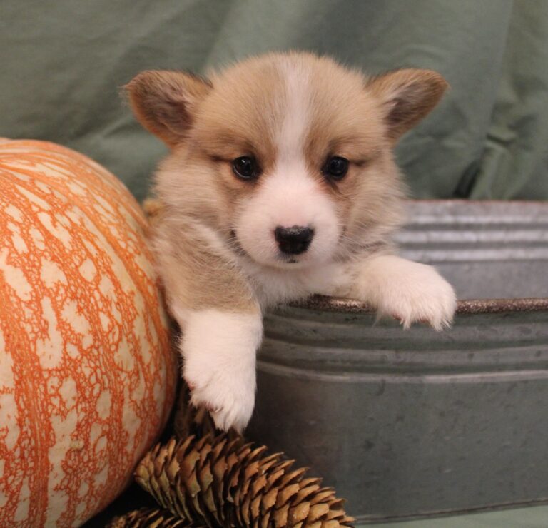 Corgis For Sale - Sevits Corgis