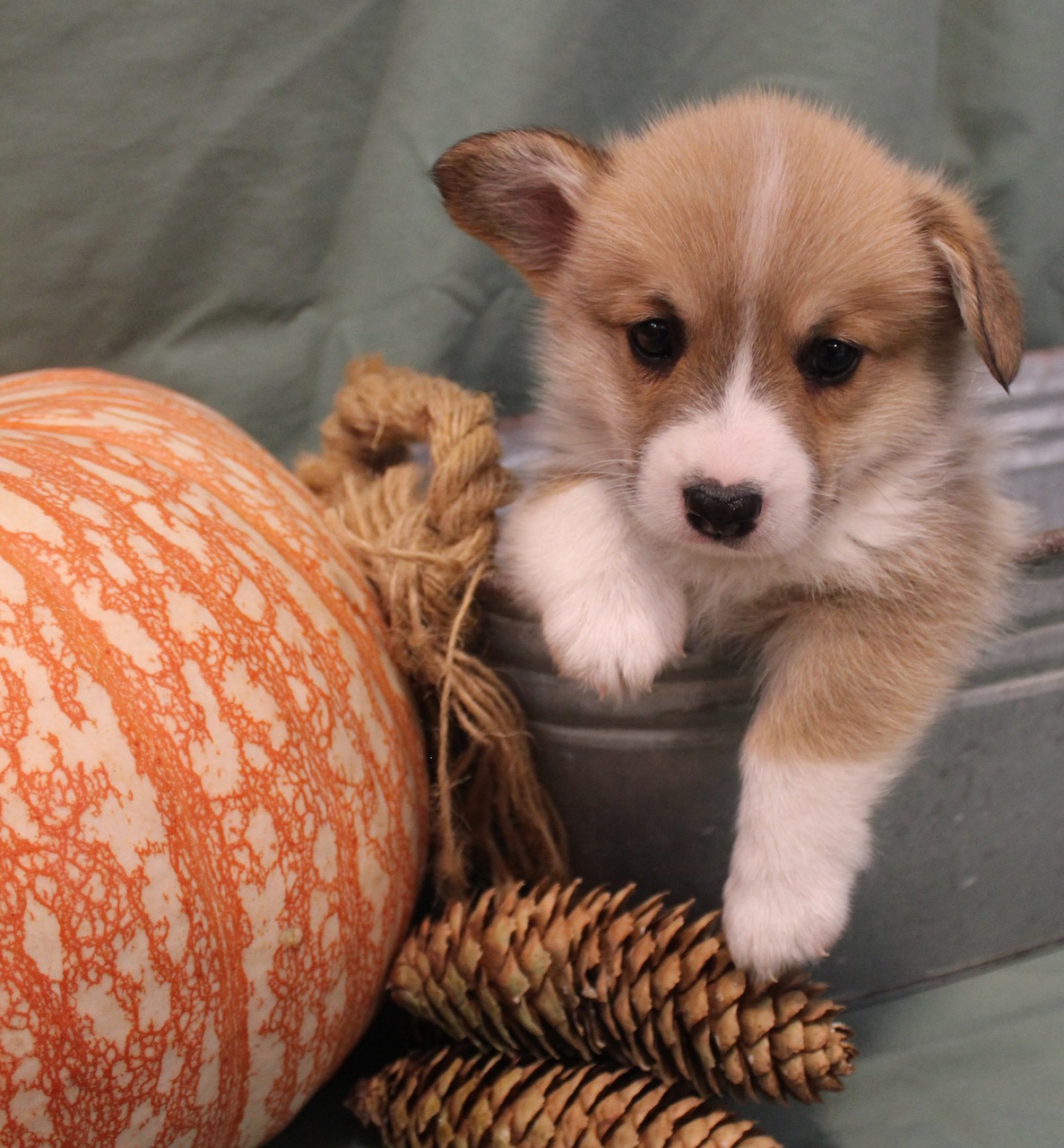 Corgis For Sale - Sevits Corgis