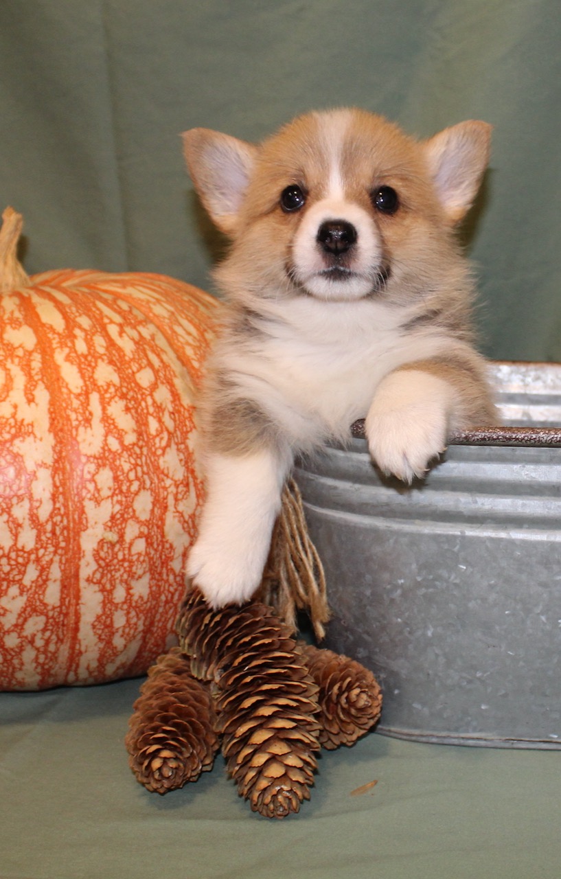 Corgis For Sale - Sevits Corgis