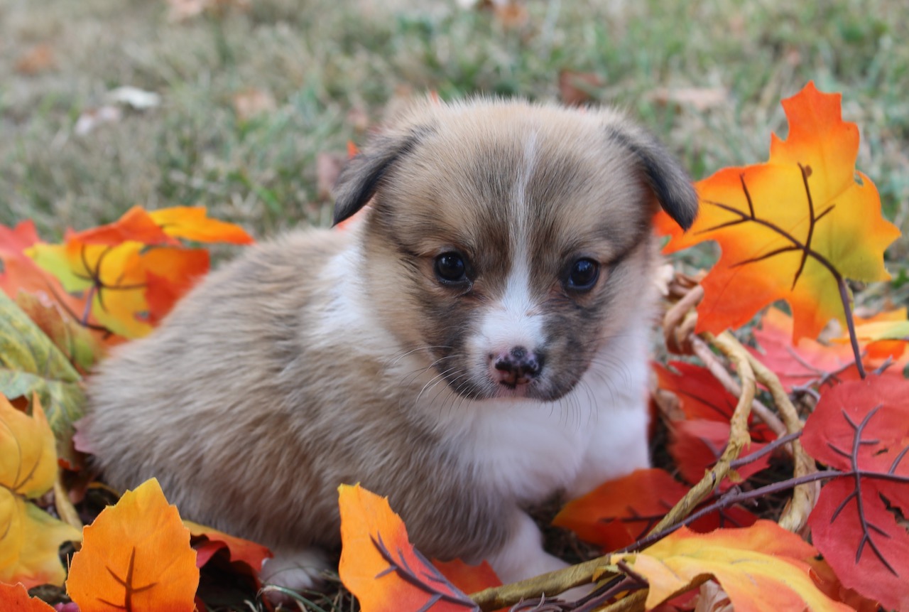 Corgis For Sale - Sevits Corgis