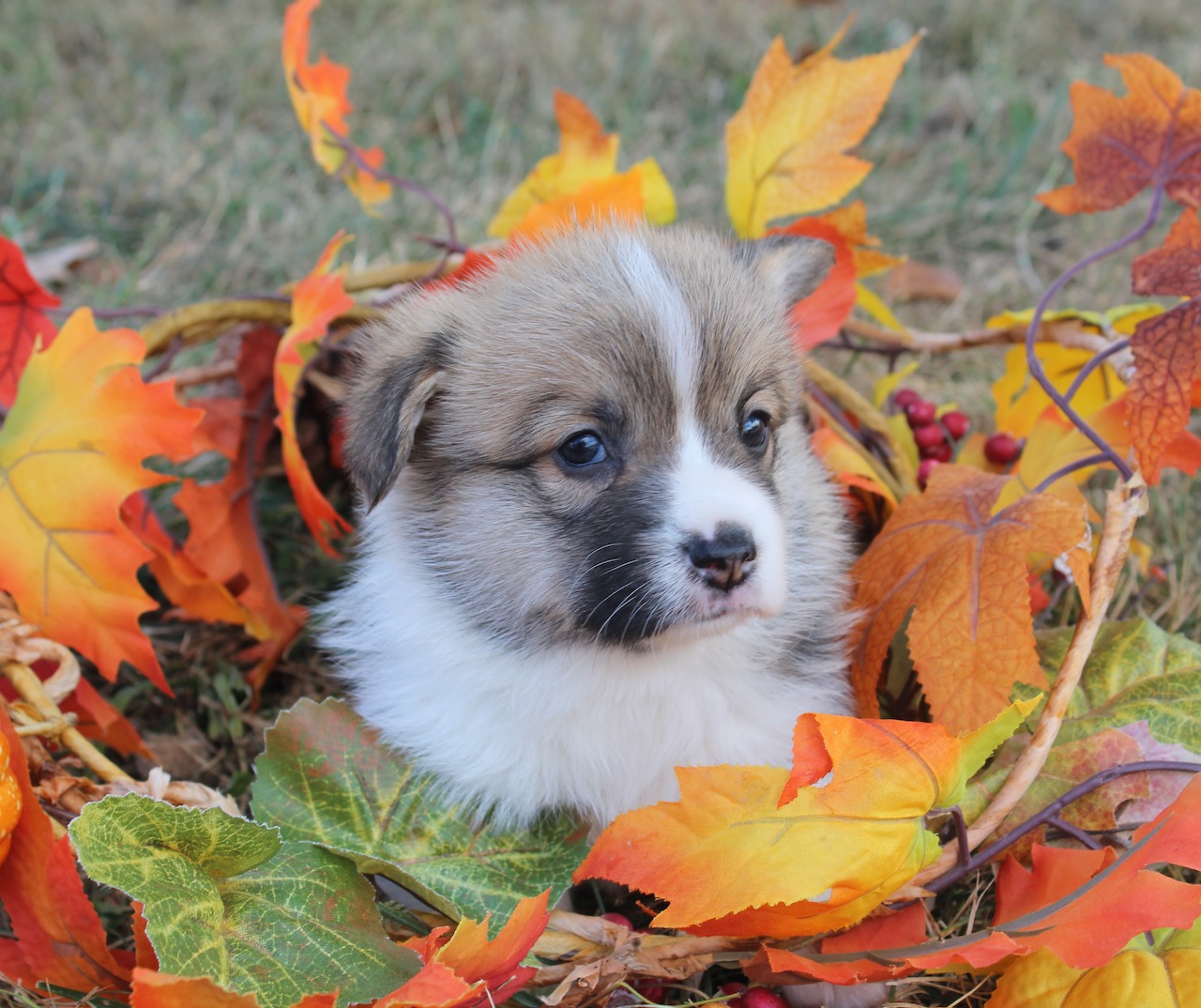 Corgis For Sale - Sevits Corgis