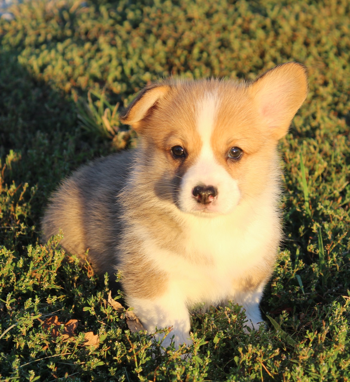 Atlas-6weeks - Sevits Corgis