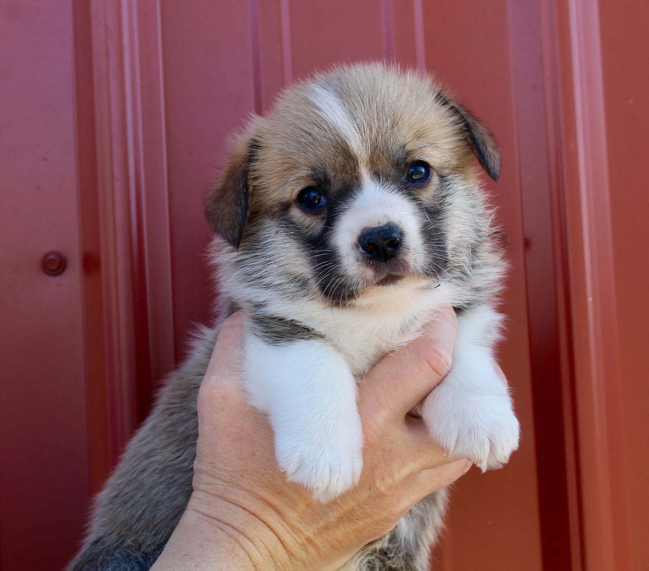 Harvest4weeks - Sevits Corgis