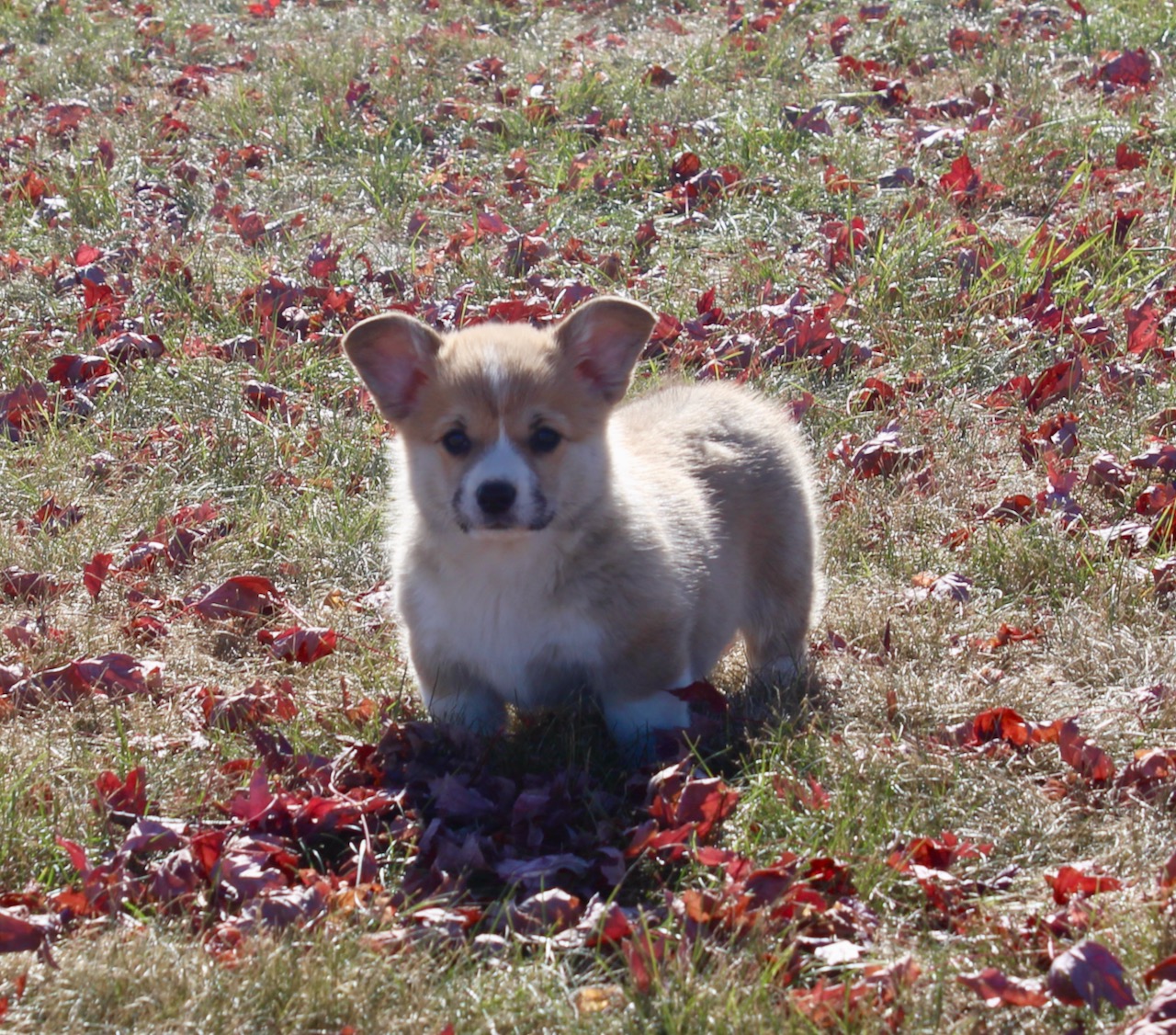 Harvest7weeks1 - Sevits Corgis
