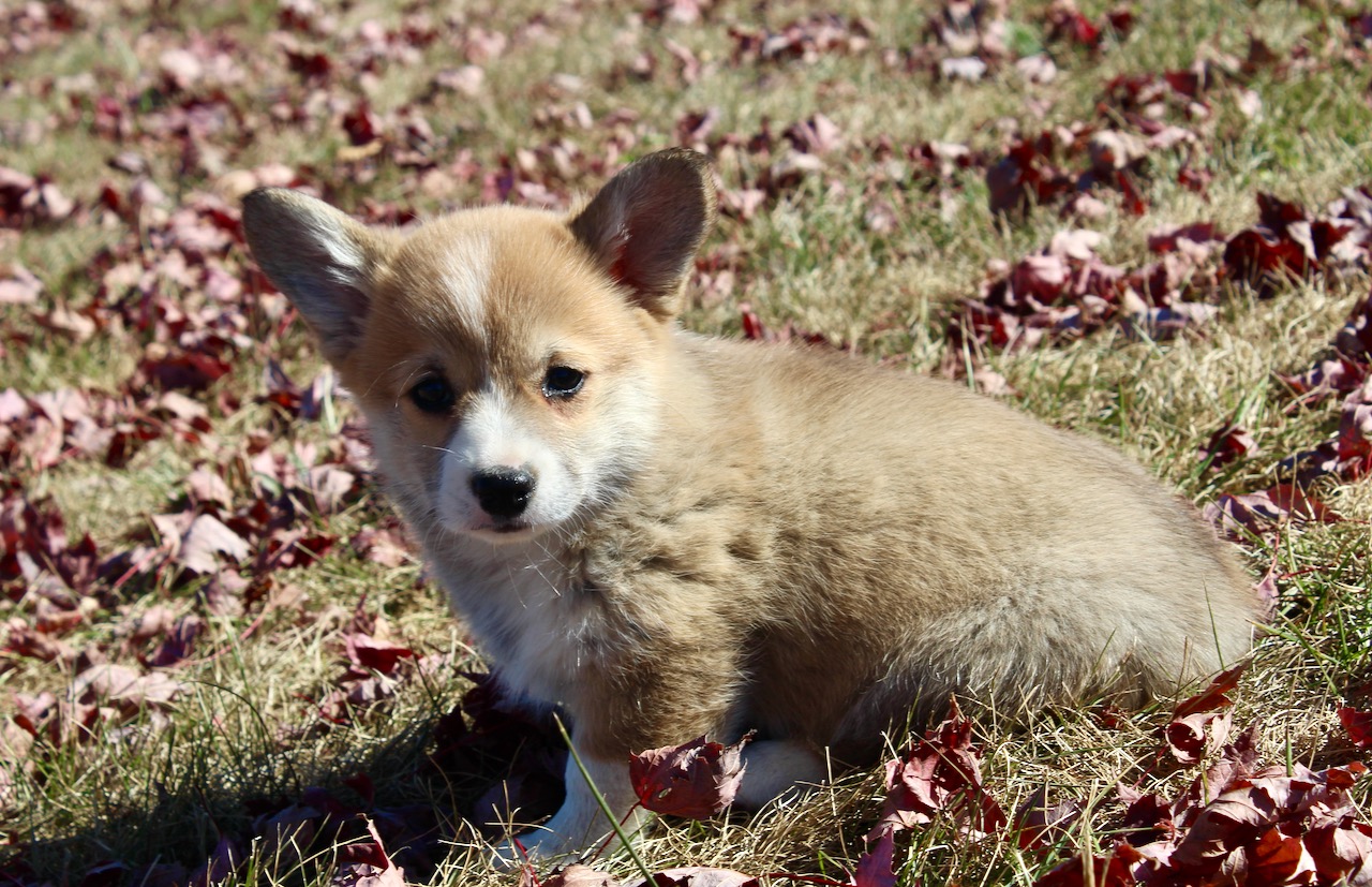 Pumpkin7weeks1 - Sevits Corgis