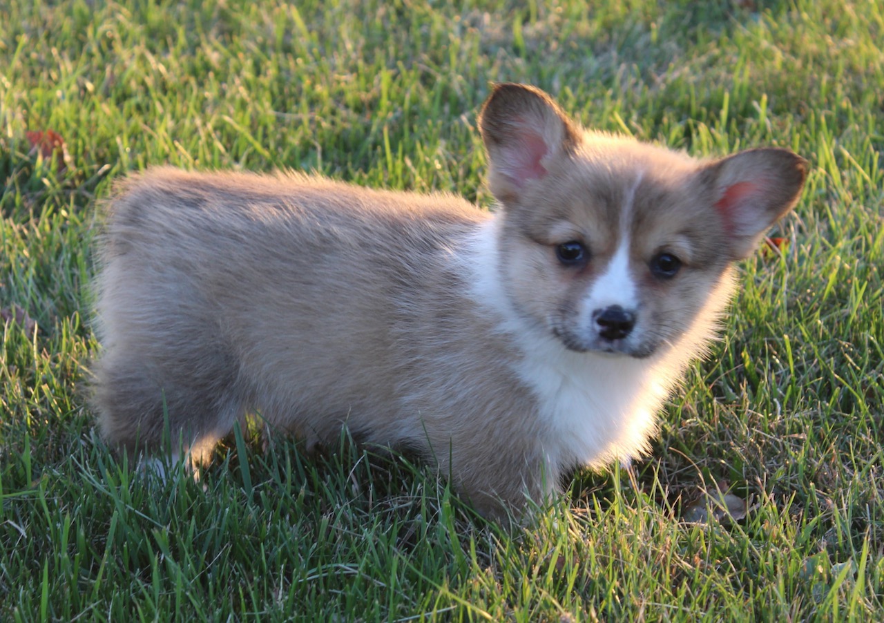 Sierra-6weeks - Sevits Corgis
