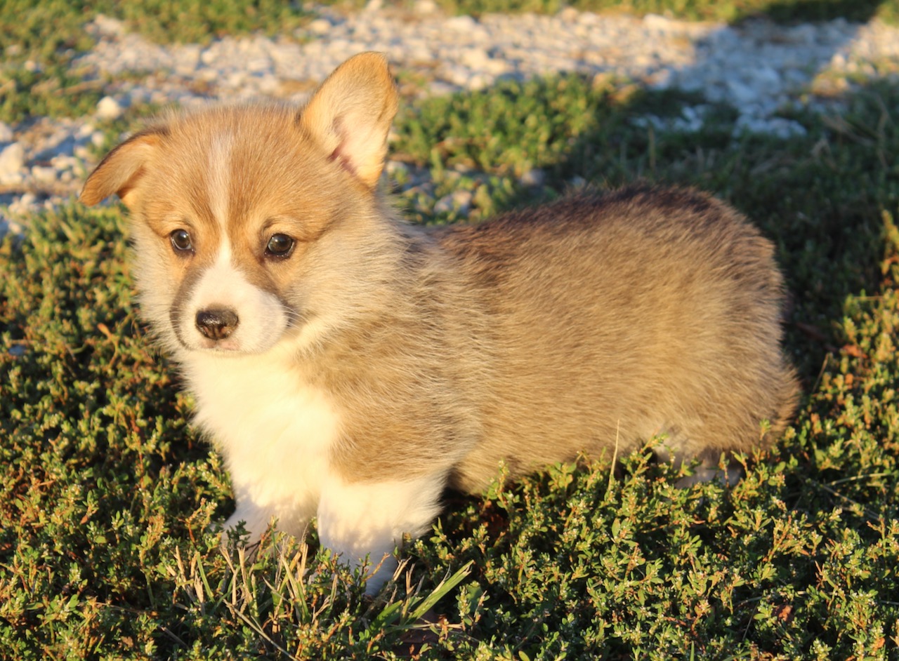 Smokey-6weeks - Sevits Corgis