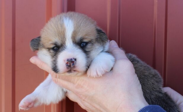 Corgis For Sale - Sevits Corgis