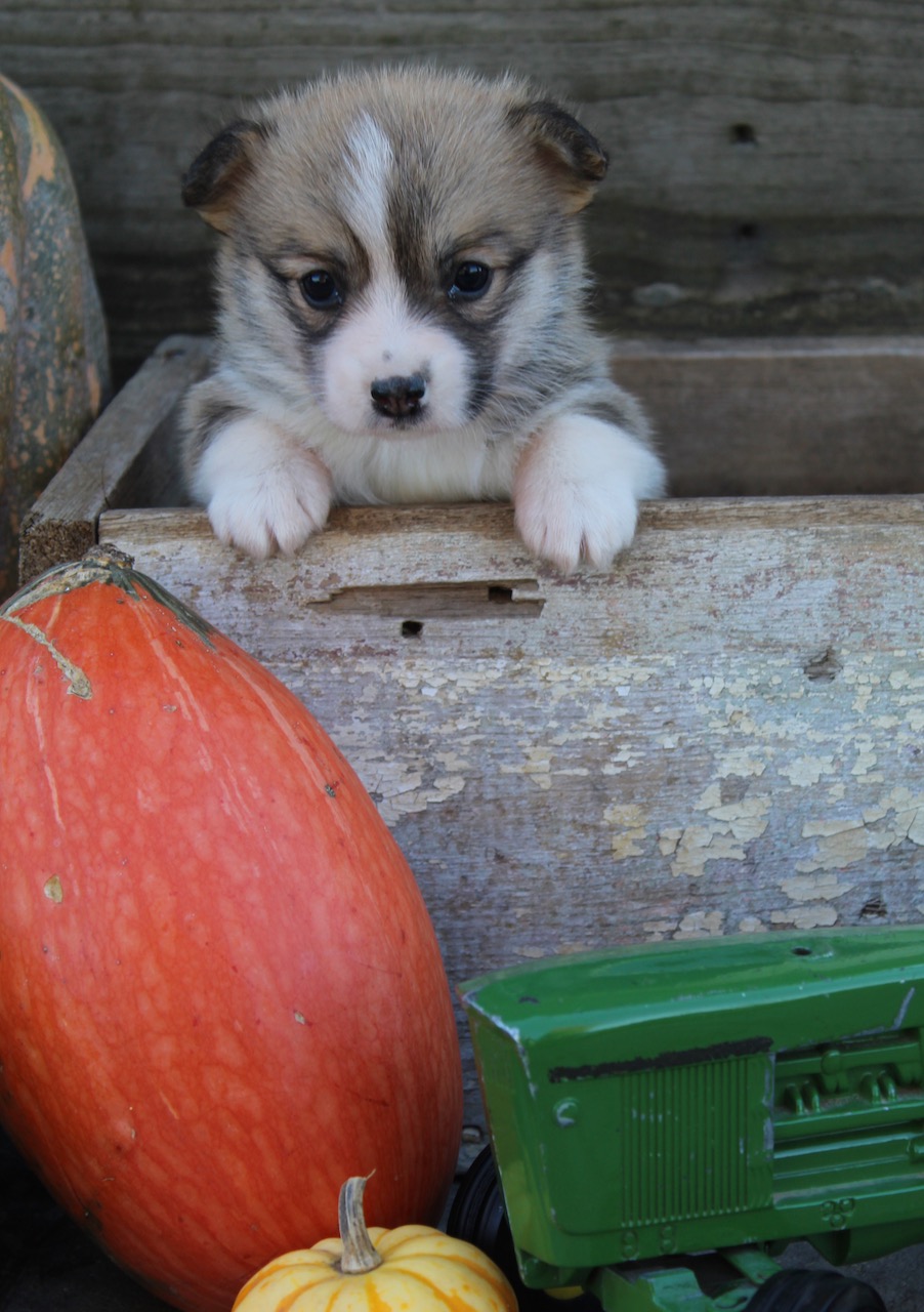Holland-4weeks - Sevits Corgis