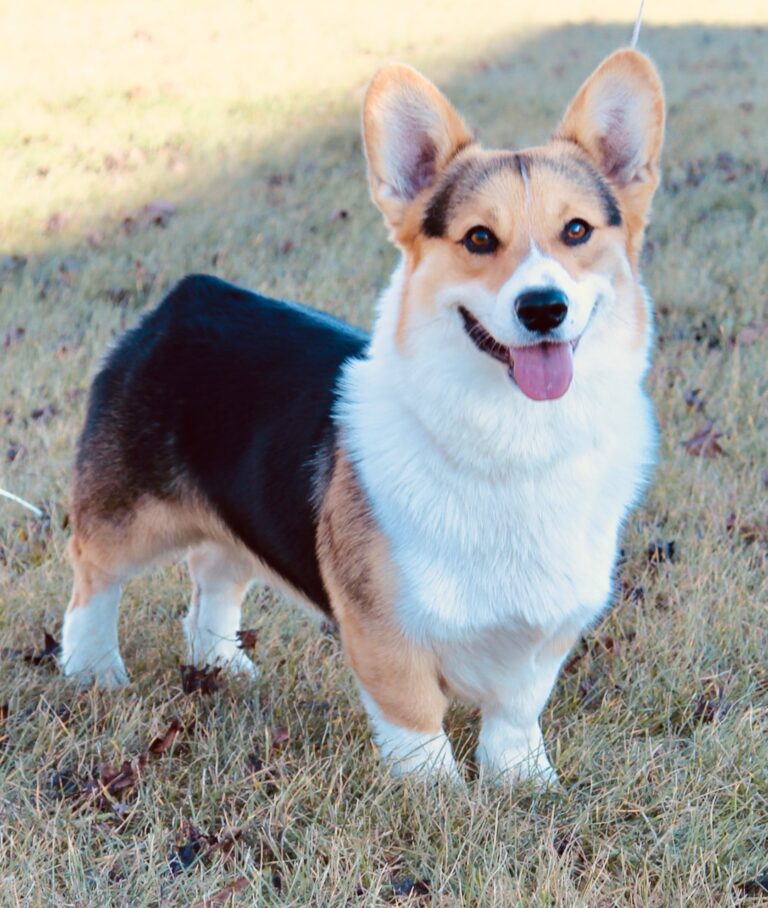 Our Boys - Sevits Corgis